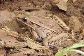 Southern Leopard Frog Eggs
